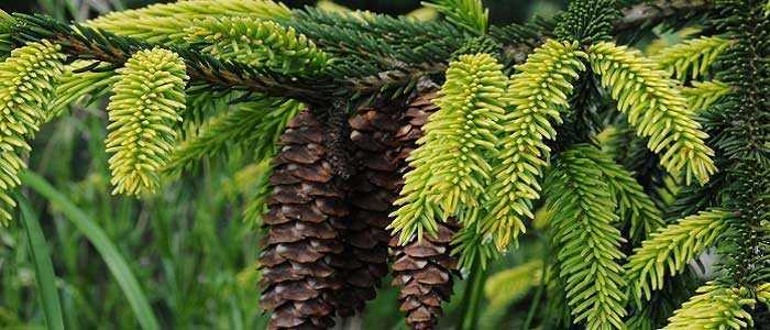 Ladin türleri nedir? Ladin çeşitleri nedir? - enfidan.com