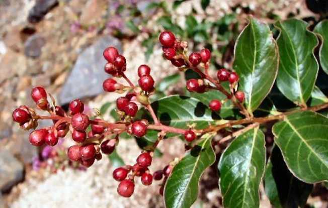 Oya ağacı özellikleri ve kullanımı hakkında bilgiler - Enfidan.com