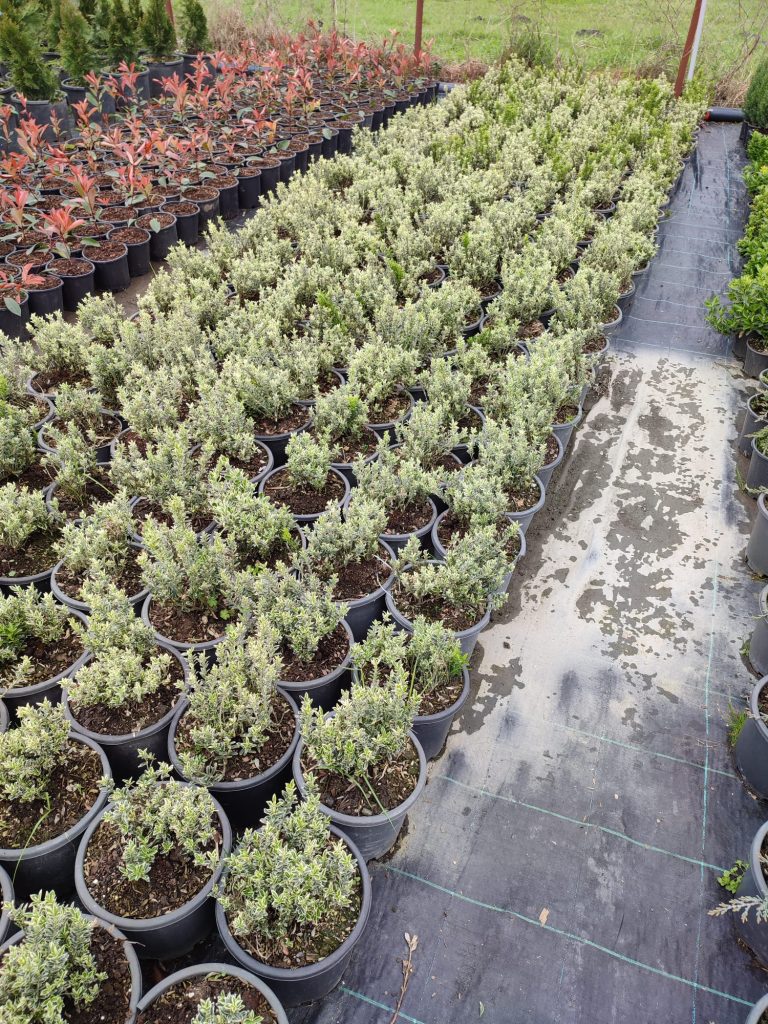 Alacalı Çıtır taflan, Euonymus Microphyllus Aurea, Yeşil Alacalı Çıtır