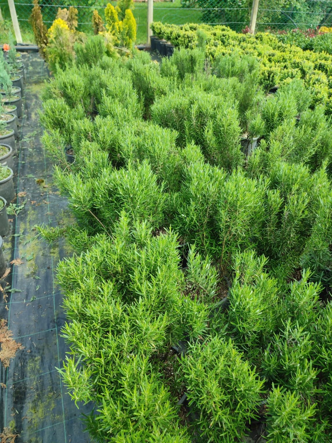 Biberiye, Biberiye Fidanı,Rosmarinus Officinalis - Enfidan.com