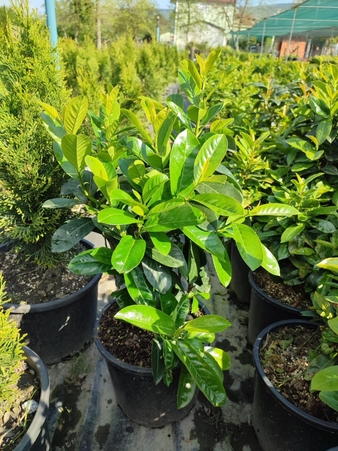 Karayemiş, Laz kirazı fidanı, Prunus laurocerasus - Enfidan.com