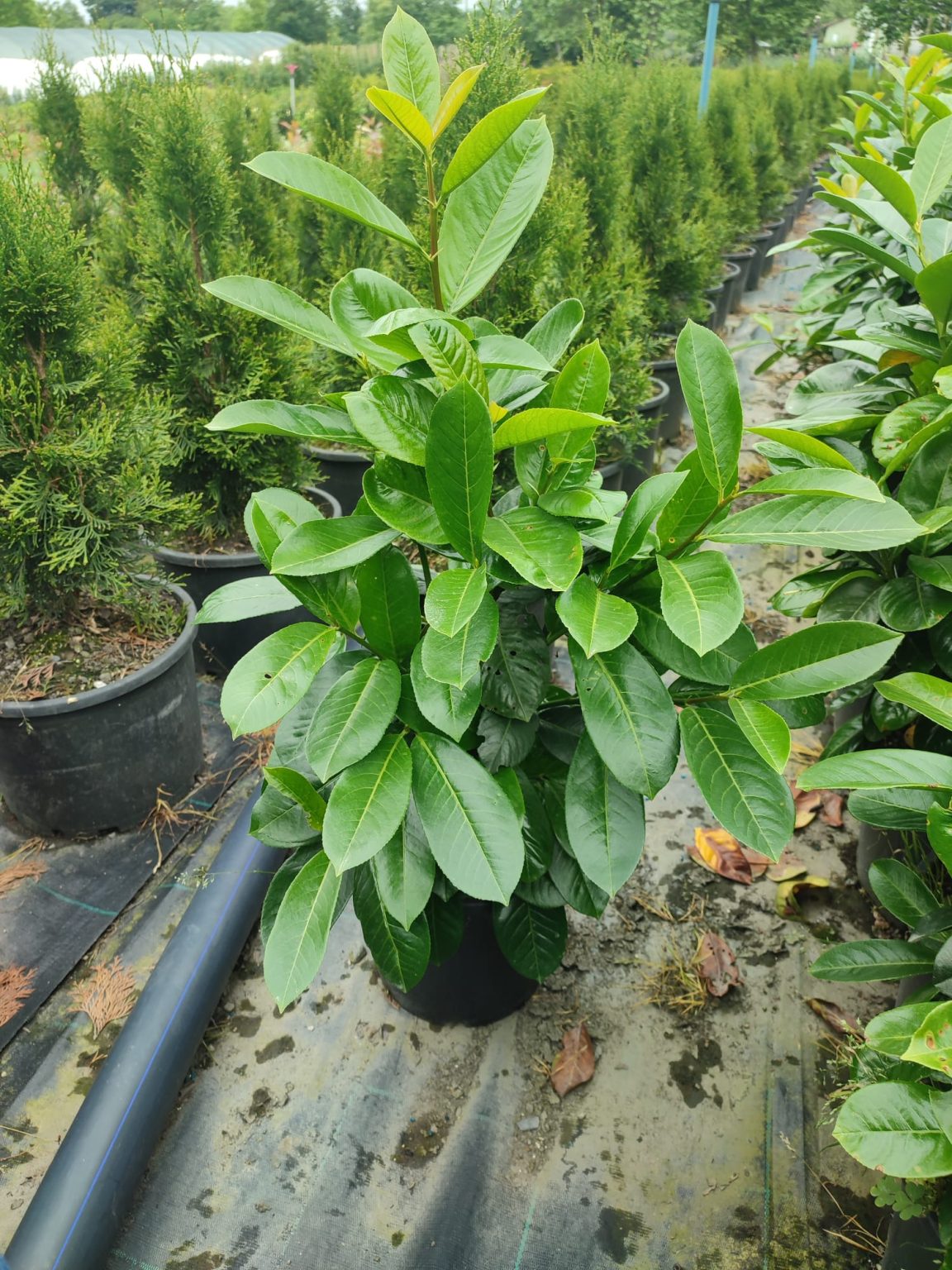 Karayemiş, Laz kirazı fidanı, Prunus laurocerasus - Enfidan.com