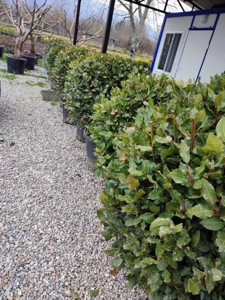 Top Defne 80-100 cm çap, Laurus Nobilis Ball - Enfidan.com