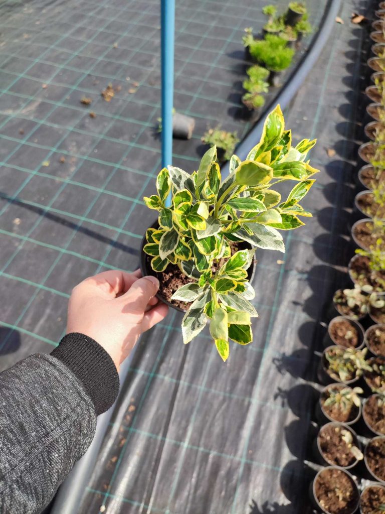 Satılık Altuni Taflan 15-20 cm boy - Enfidan.com