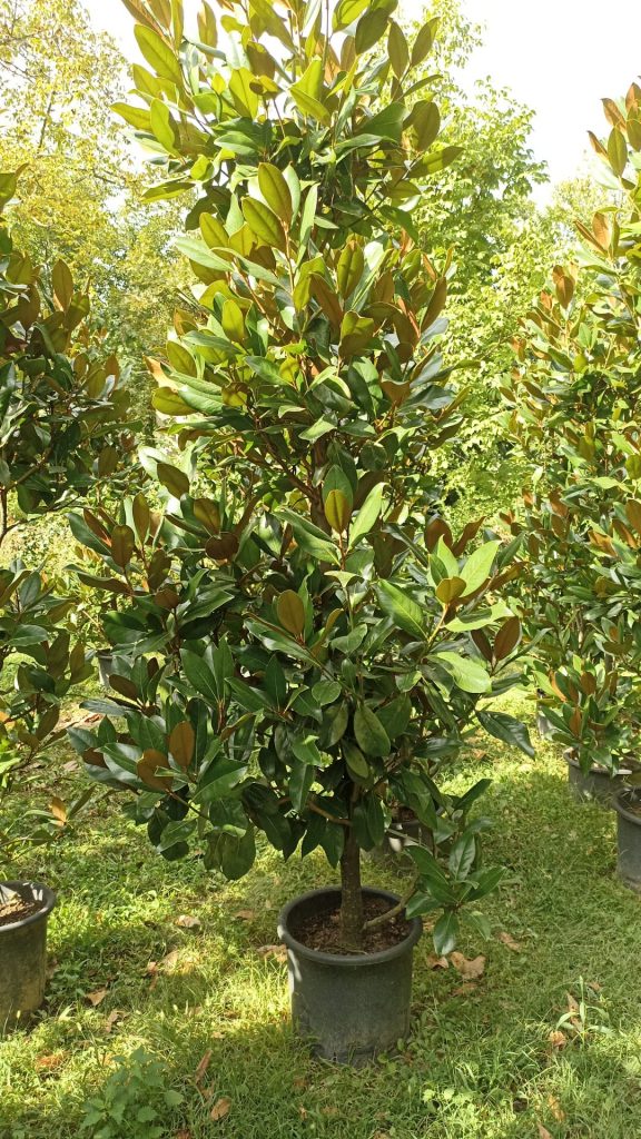 Yaprak Dökmeyen Manolya, Magnolia grandiflora - Enfidan.com