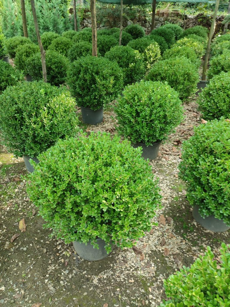 Top Şimşir, Ball, Buxus Sempervirens Rotundifolia - Enfidan.com