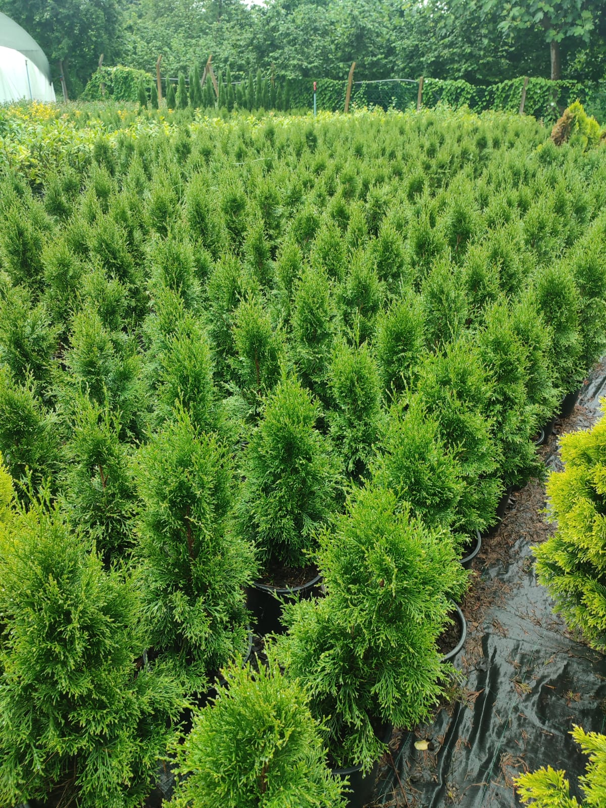 Çit Bitkileri, Çit bitkisi fiyatları, Duvar bitkileri, Enfidan.com