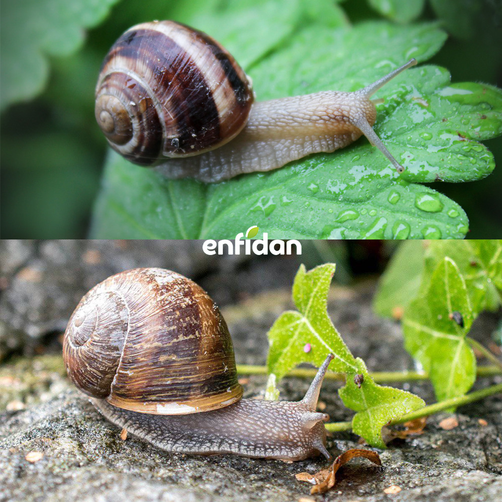 Sümüklü Böceklerden Kurtulma, Doğal Sümüklü Böcek İlaçları