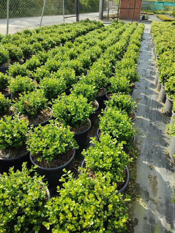 Top Şimşir, Faulkner, Buxus Sempervirens Faulkner - Enfidan.com
