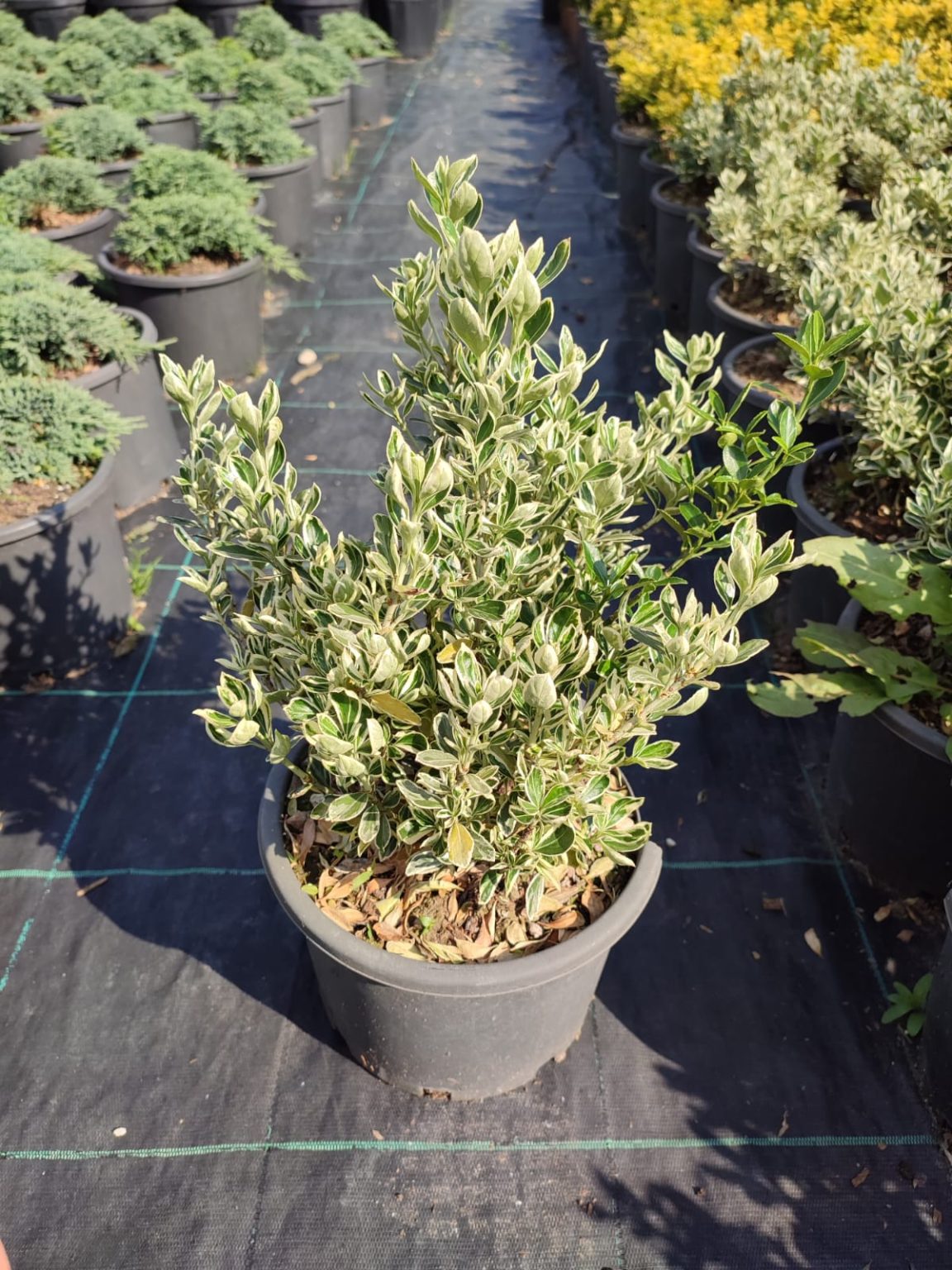 Kathy Taflan, Euonymus Japonicus Kathy - Enfidan.com