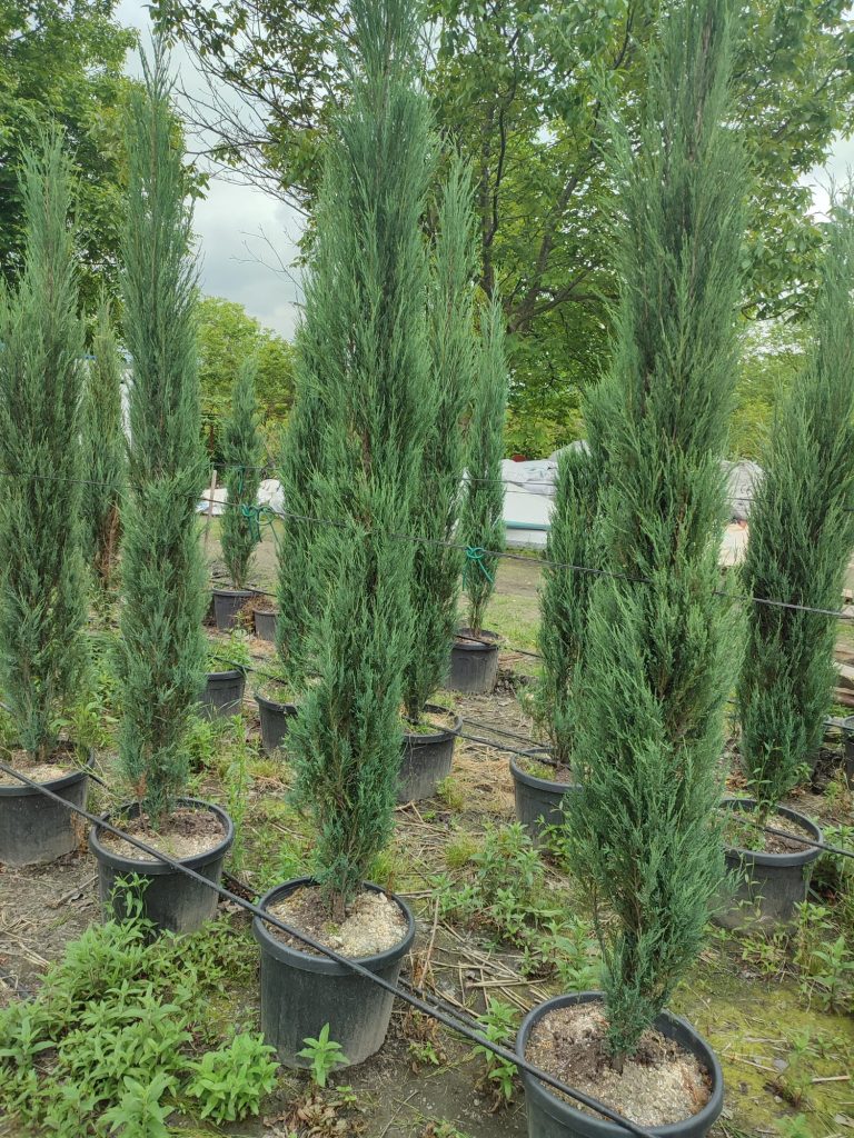 Skyrocket, Roket Ardıc, Juniperus Skyrocket - Enfidan.com