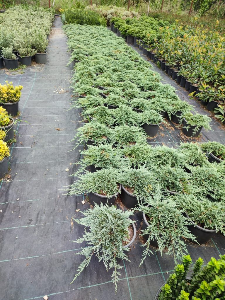 Mavi Sürünücü Ardıç, Juniperus Horizontalis Blue - Enfidan.com