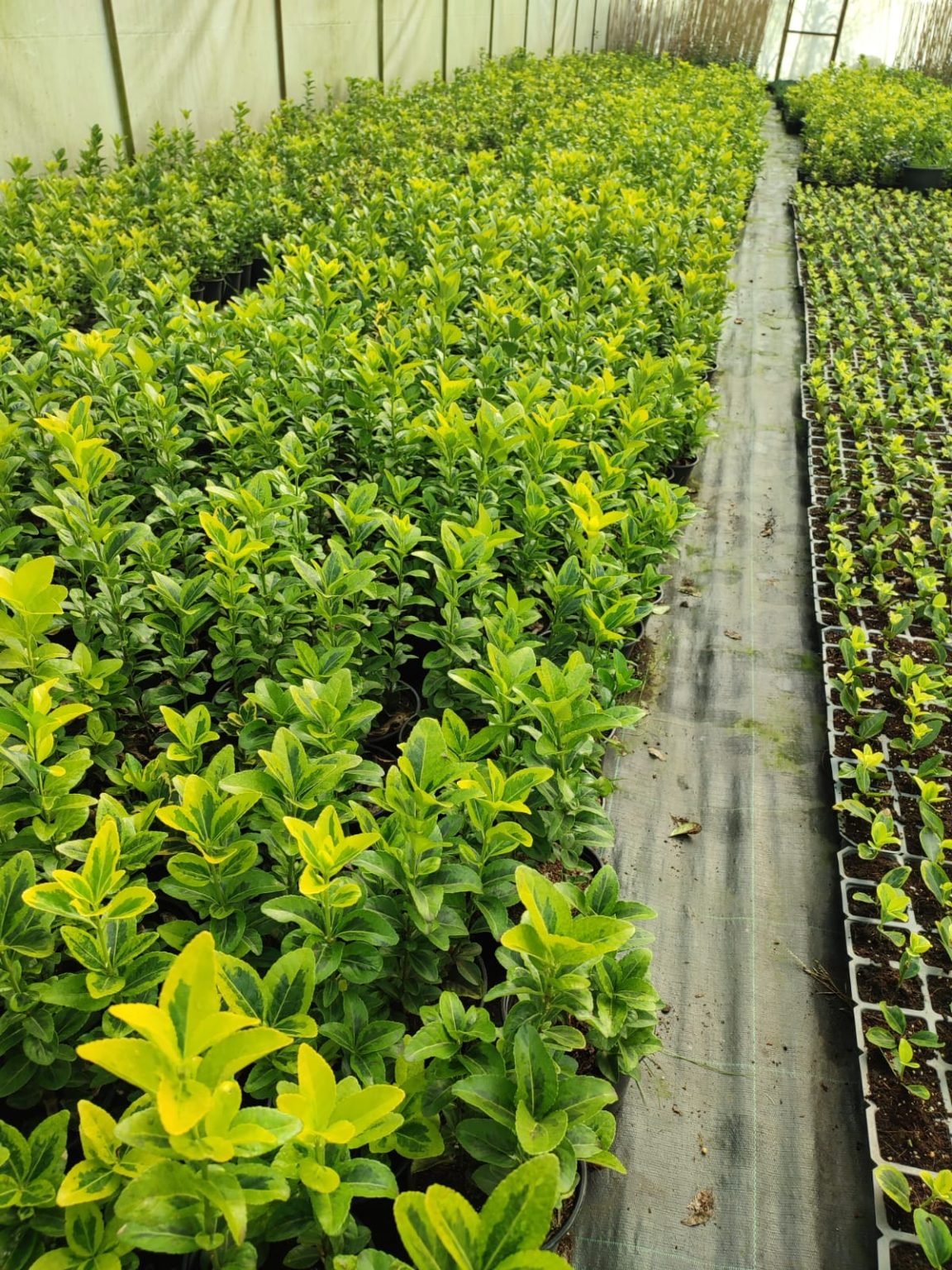 Altuni Taflan 30-40cm 1.5 litre - Enfidan.com