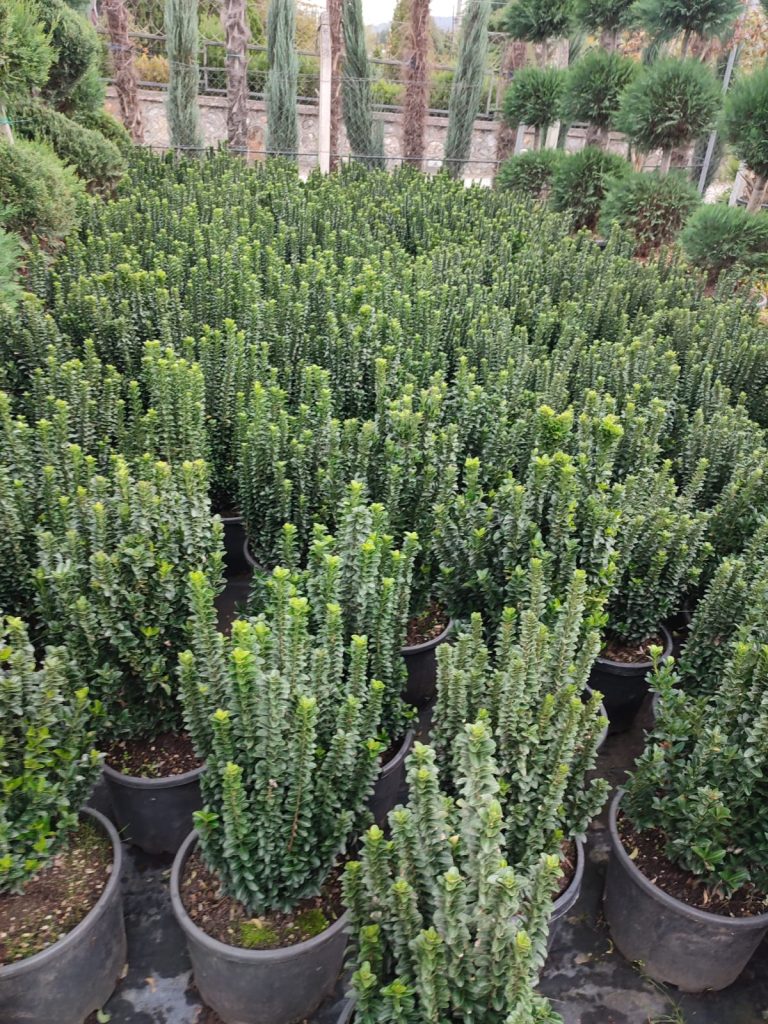 Sütun Taflan, Bodur Çit Bitkisi, Yeşil Blok Taflan - Enfidan.com