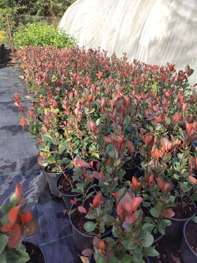 Bodur Alev, Photinia fraseri Redrobin nana - Enfidan.com
