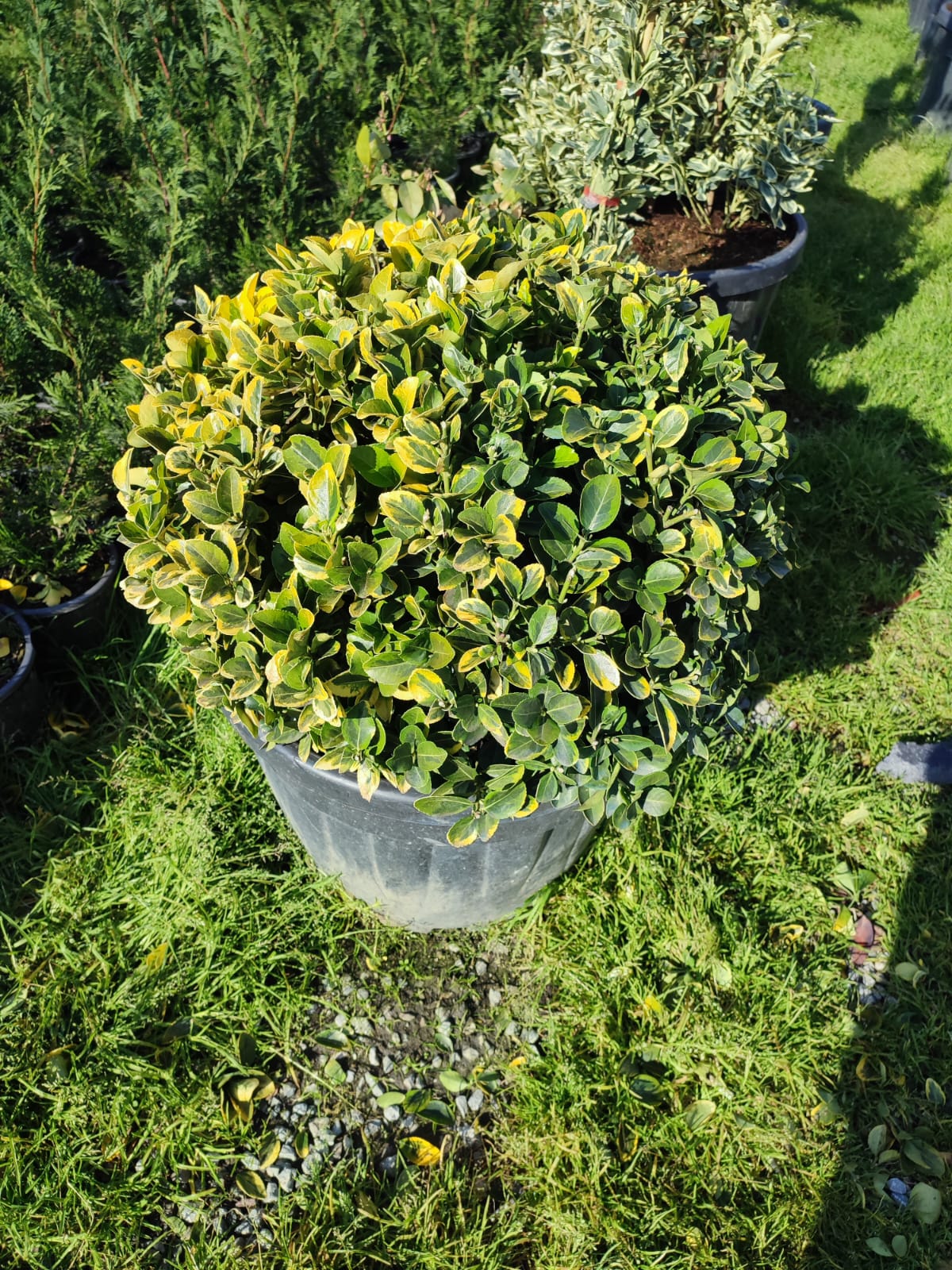 Çit Bitkileri, Çit bitkisi fiyatları, Duvar bitkileri, Enfidan.com