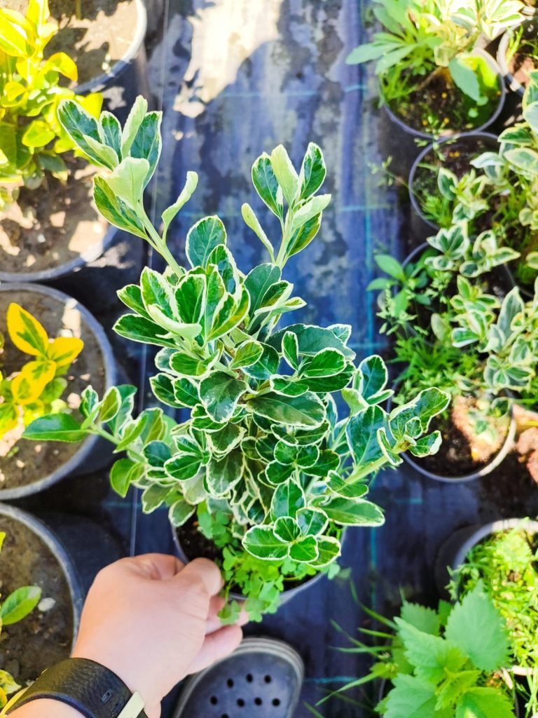 Bravo Taflan, Euonymus japonicus Bravo - Enfidan.com