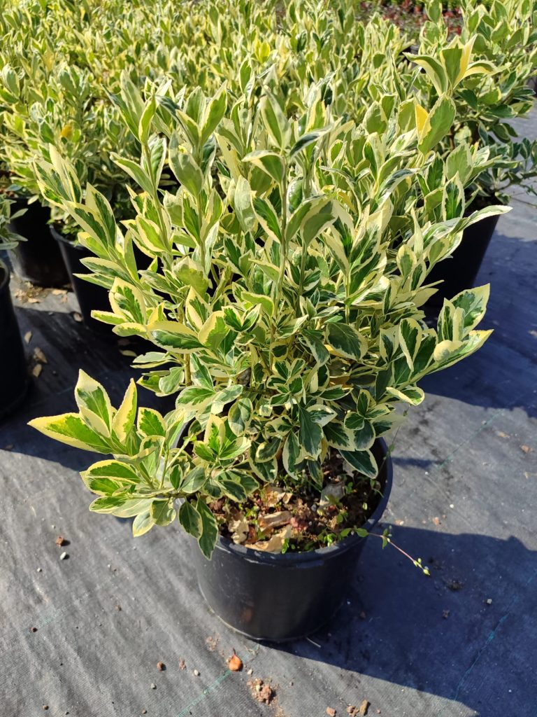 Euonymus japonicus bravo Taflan 40-50cm 10 litre - Enfidan.com