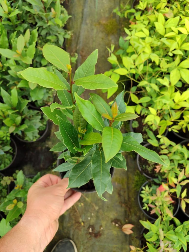 Defne Ağacı, Laurus Nobilis, Piramit Defne, Top Defne